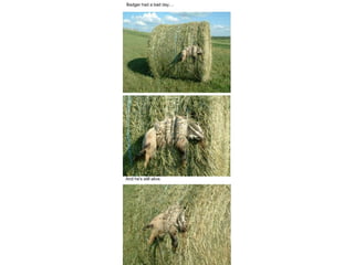 Humoorikad pildid | PDF