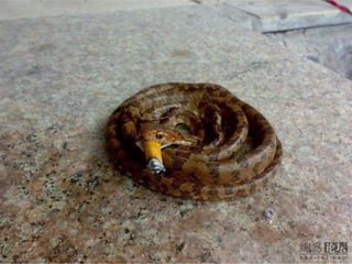 Humoorikad pildid | PDF