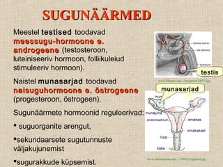 Humoraalne regulatsioon | PPT