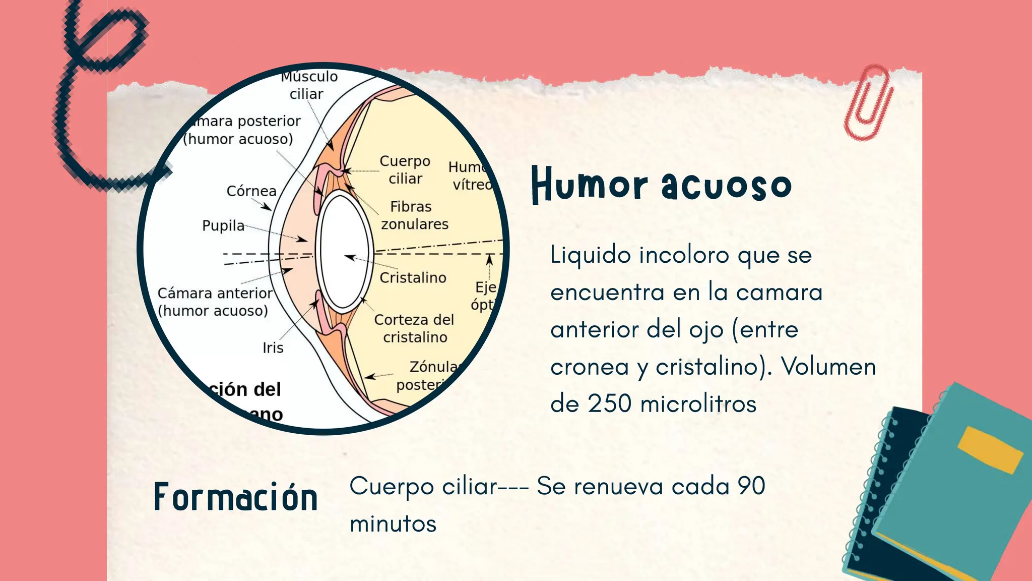 Humor acuoso y angulo iridocorneal anatomía | PPTX