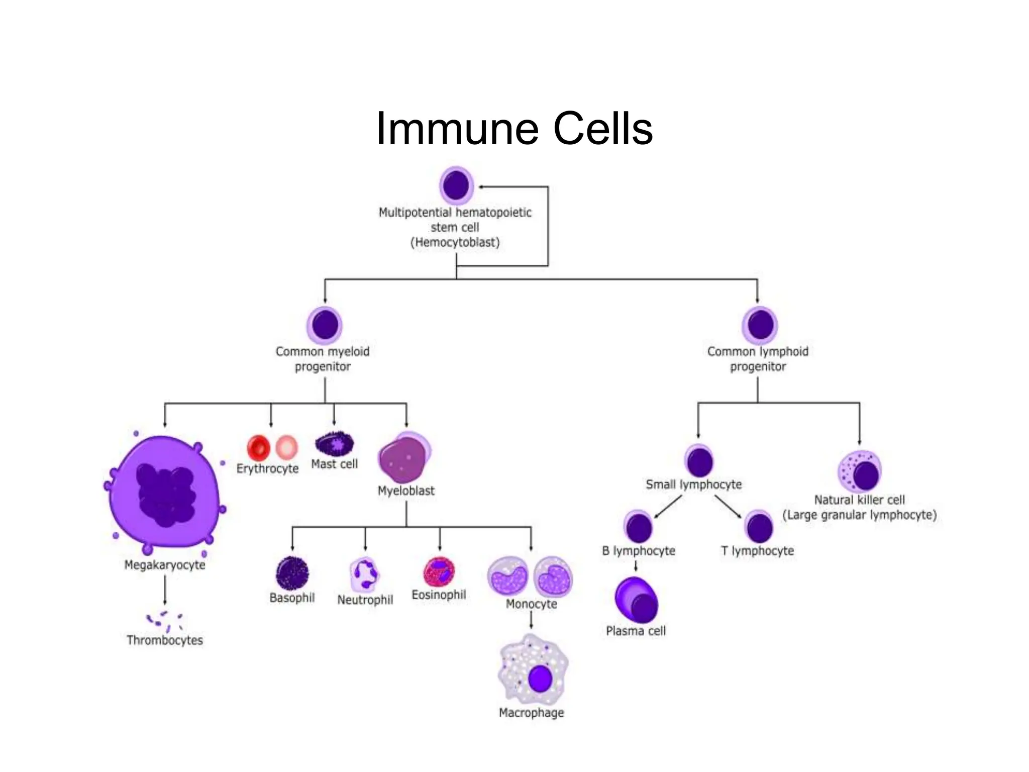 Humoral and cell mediated immunity, Educational Platform.pptx