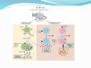 Humoral and cellular immunity | PPTX