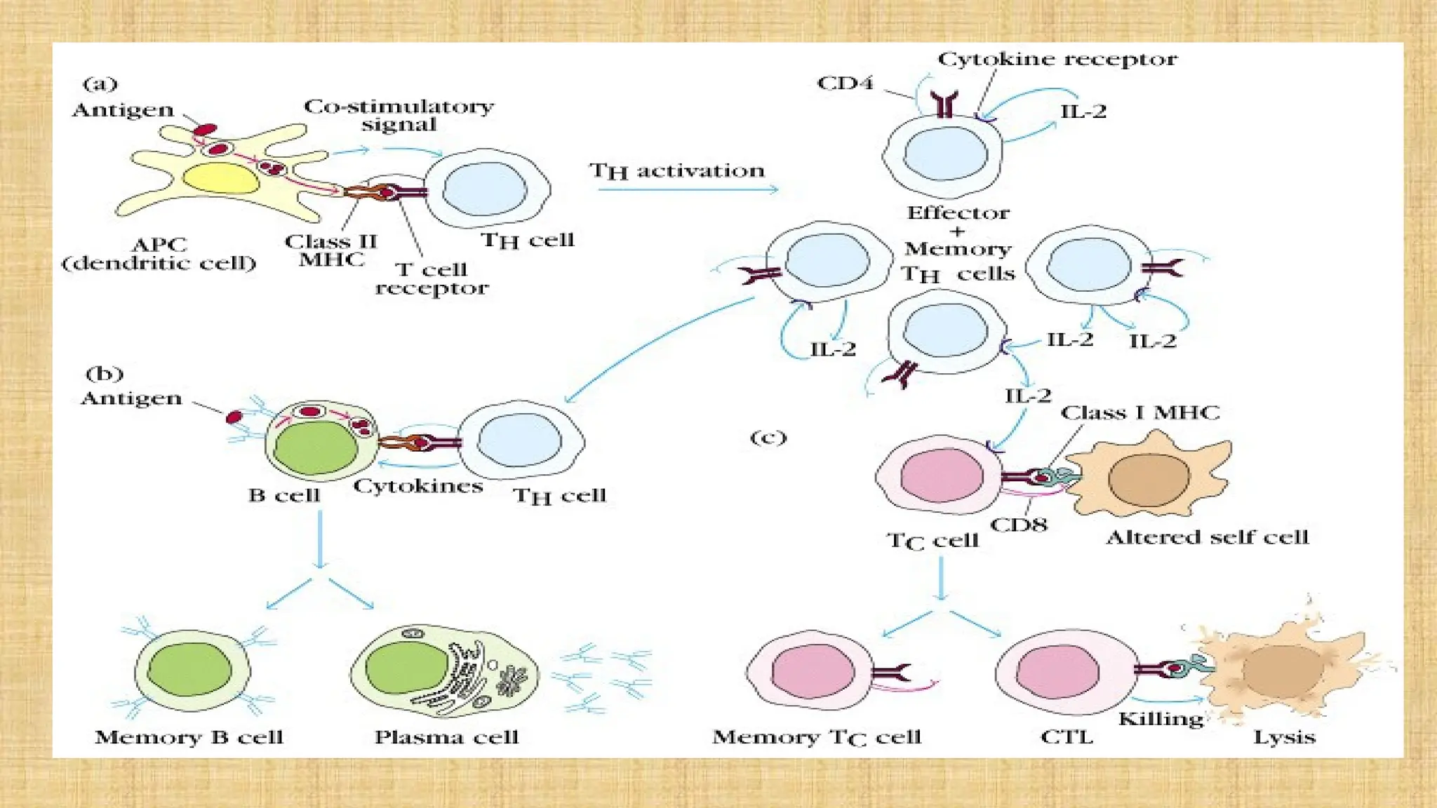 HUMORAL & CELL MEDIATED IMMUNE RESPONSE IN IMMUNE.pptx