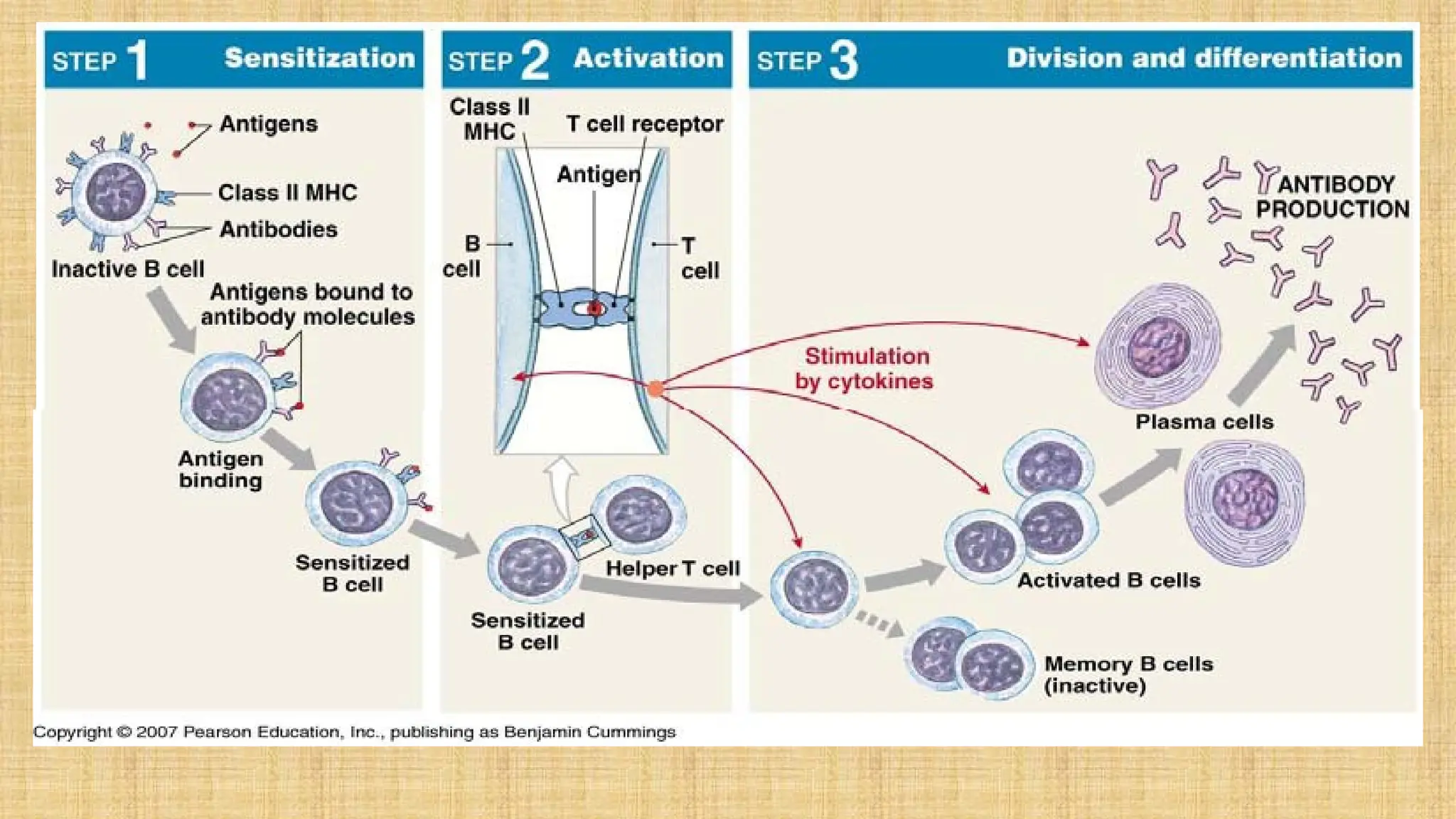 HUMORAL & CELL MEDIATED IMMUNE RESPONSE IN IMMUNE.pptx