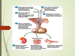 Humoral control | PPT