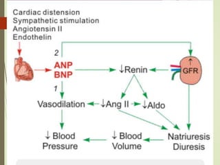 Humoral control | PPT