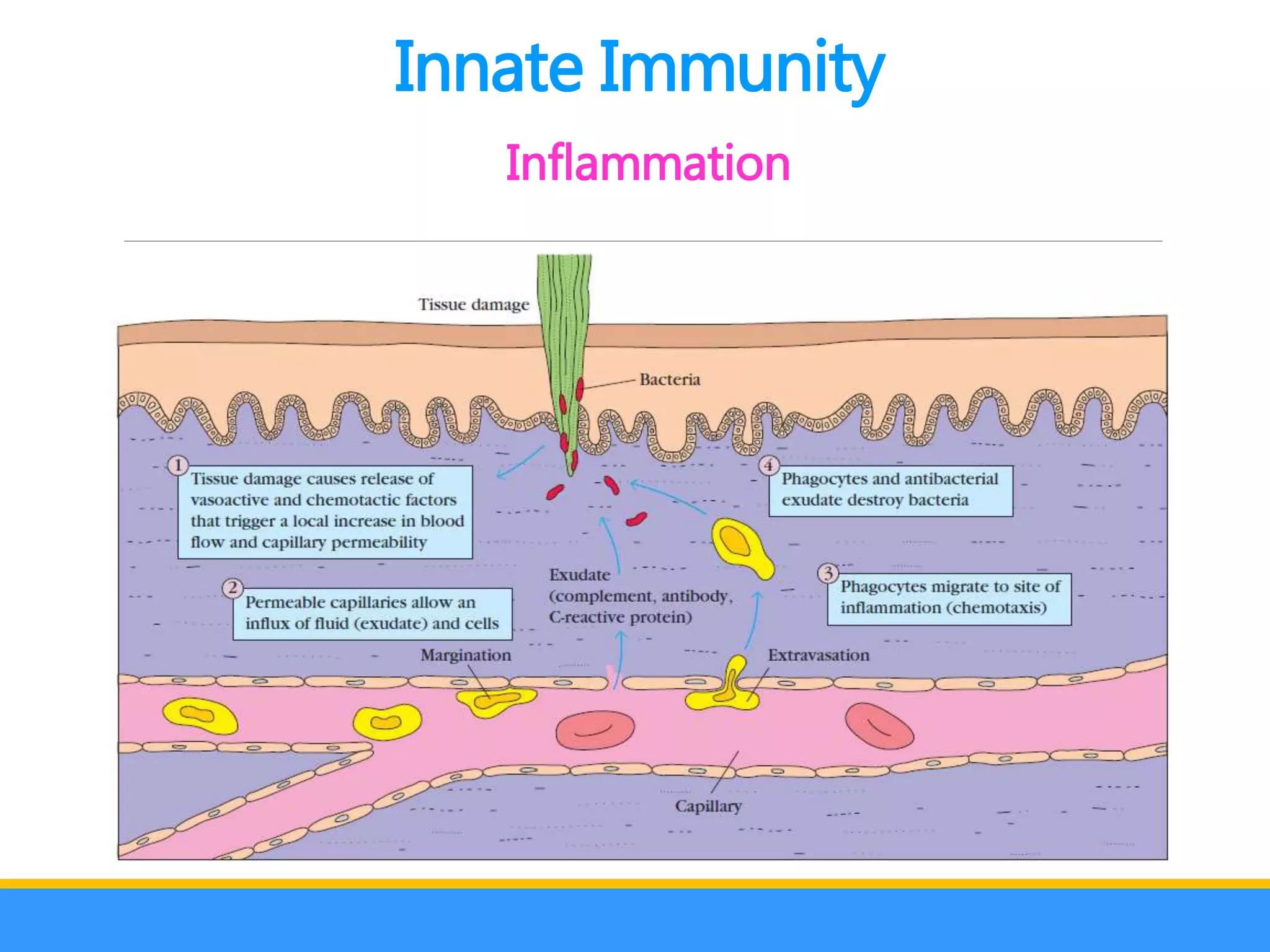 Humoral immune response | PPTX