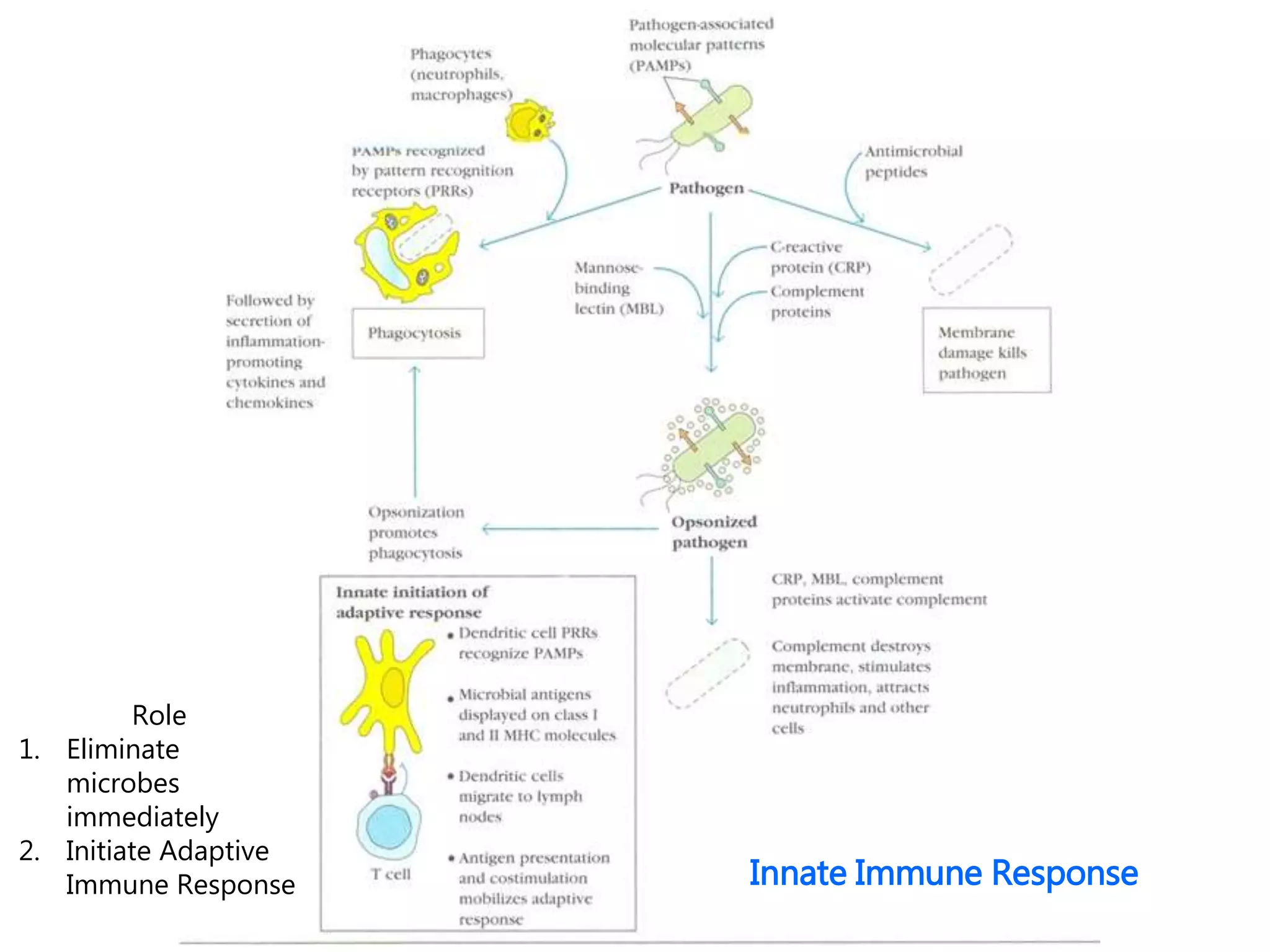 Humoral immune response | PPTX