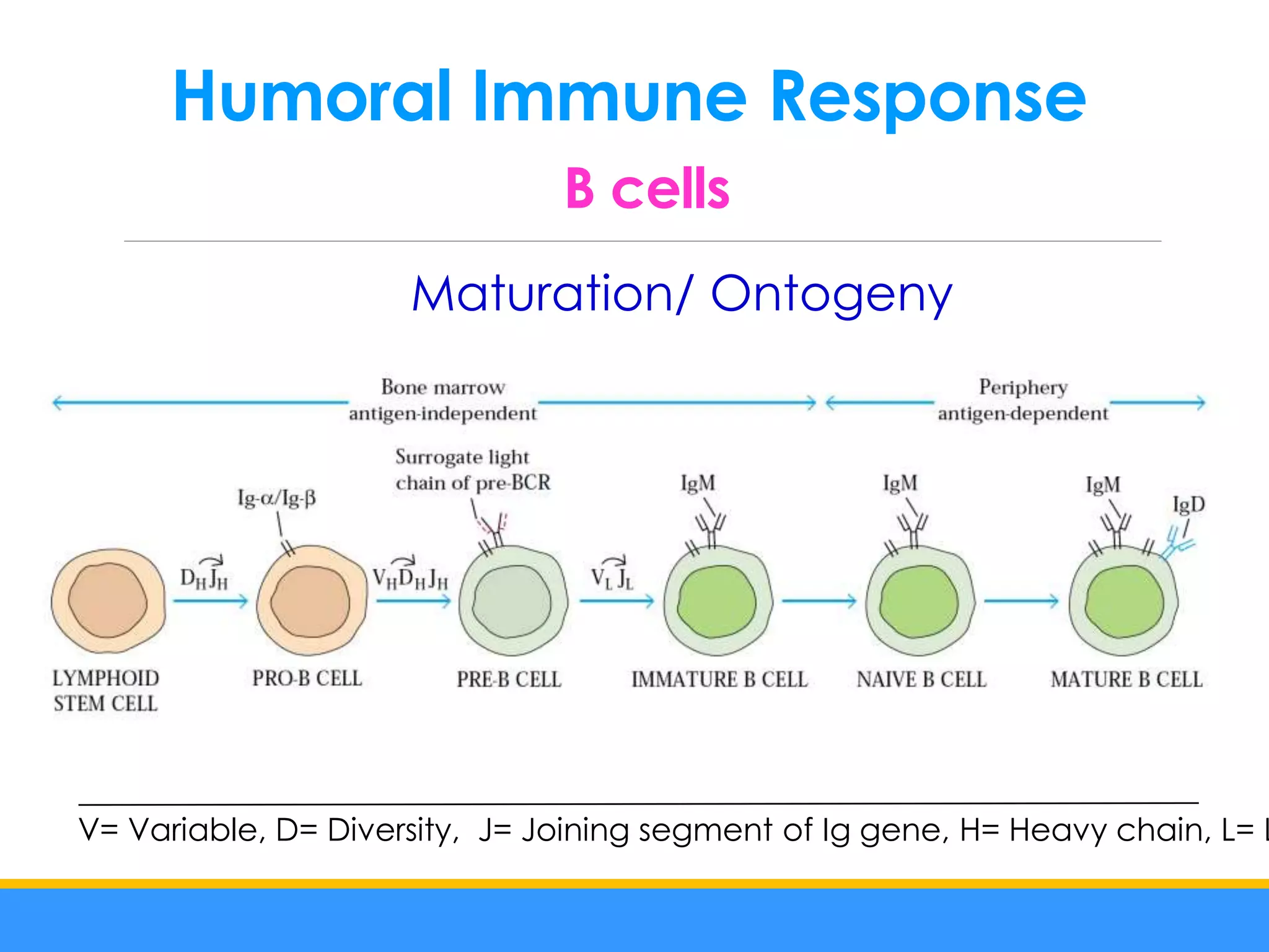 Humoral immune response | PPTX