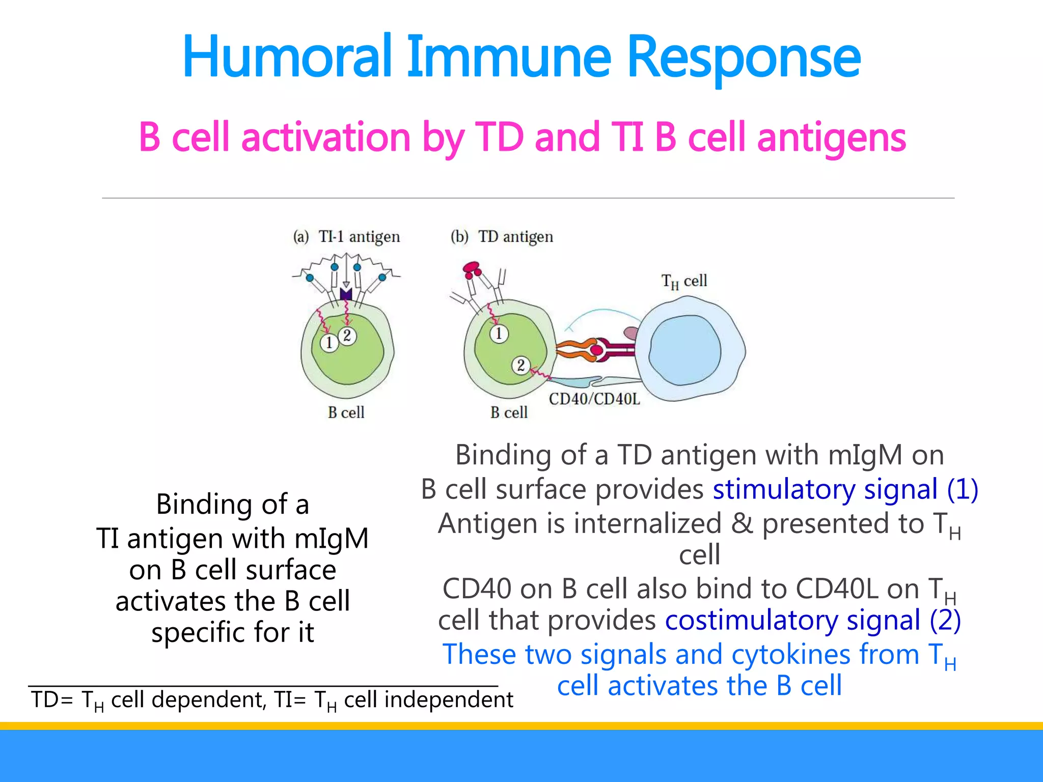 Humoral immune response | PPTX