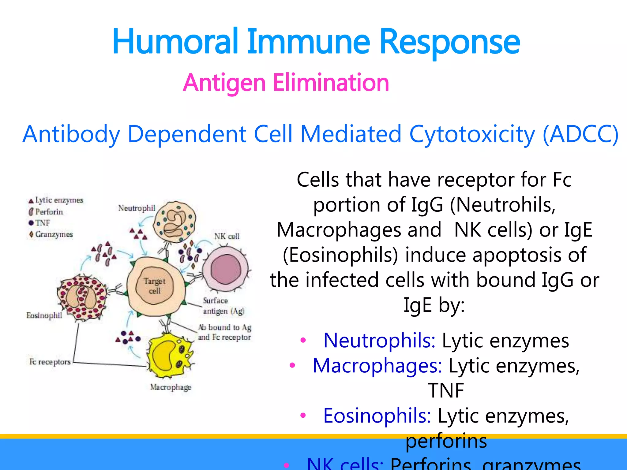 Humoral immune response | PPTX