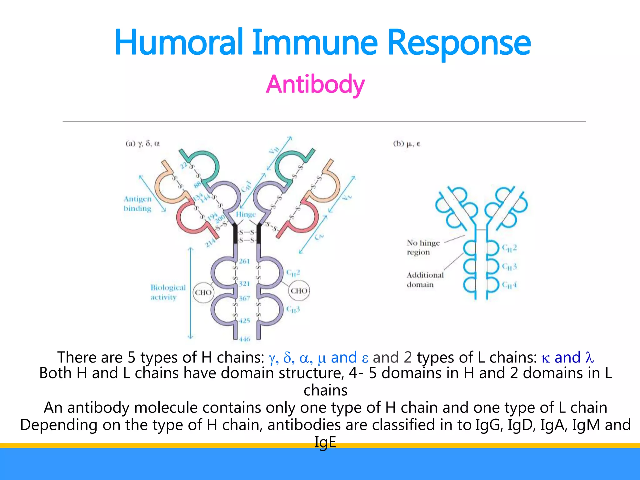 Humoral immune response | PPTX