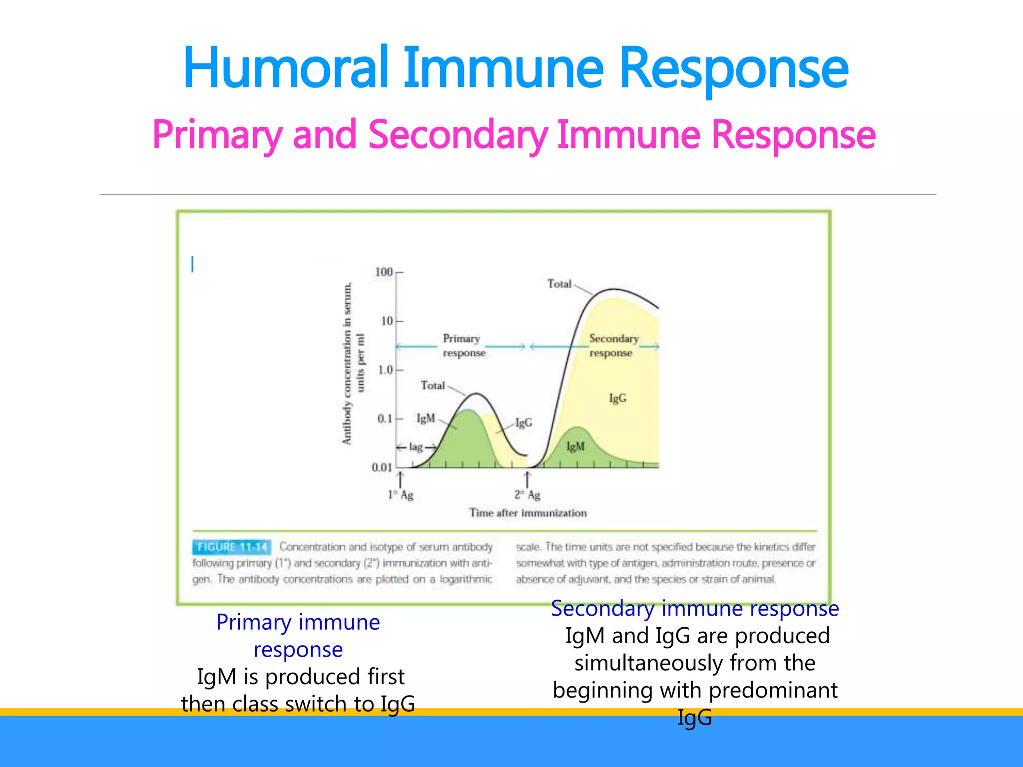 Humoral immune response | PPTX