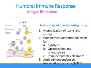 Humoral immune response | PPTX