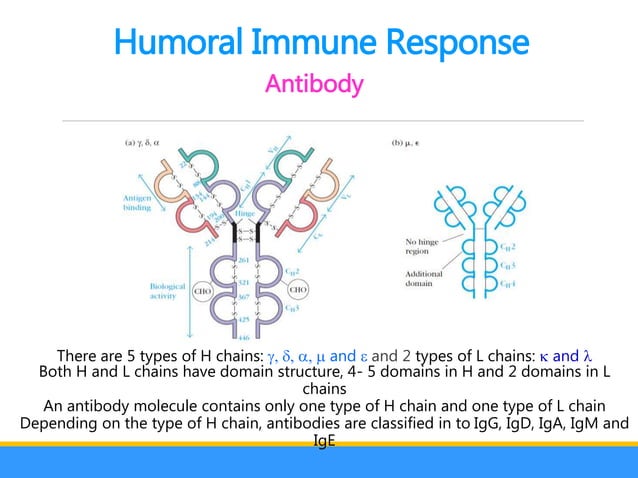 Humoral immune response | PPT