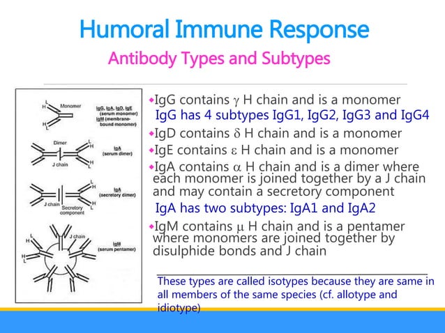 Humoral immune response | PPT