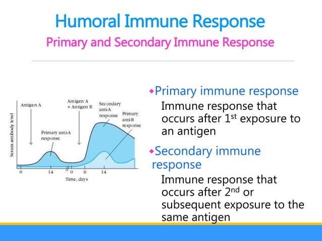 Humoral immune response | PPT