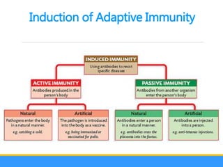 Active And Passive Humoral Immunity