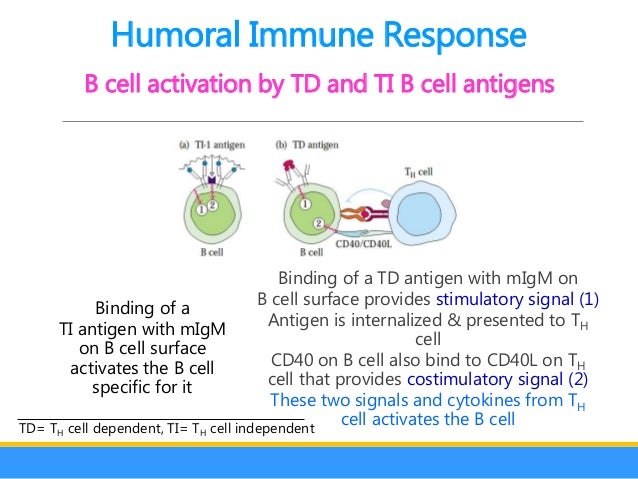 Humoral Immune Response