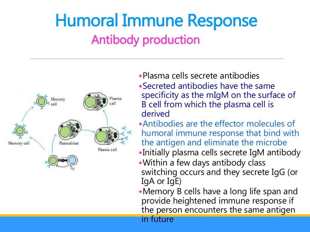 Humoral immune response