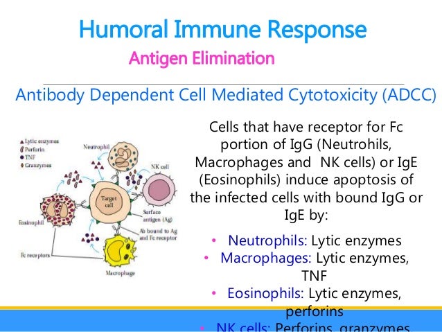 Humoral immune response