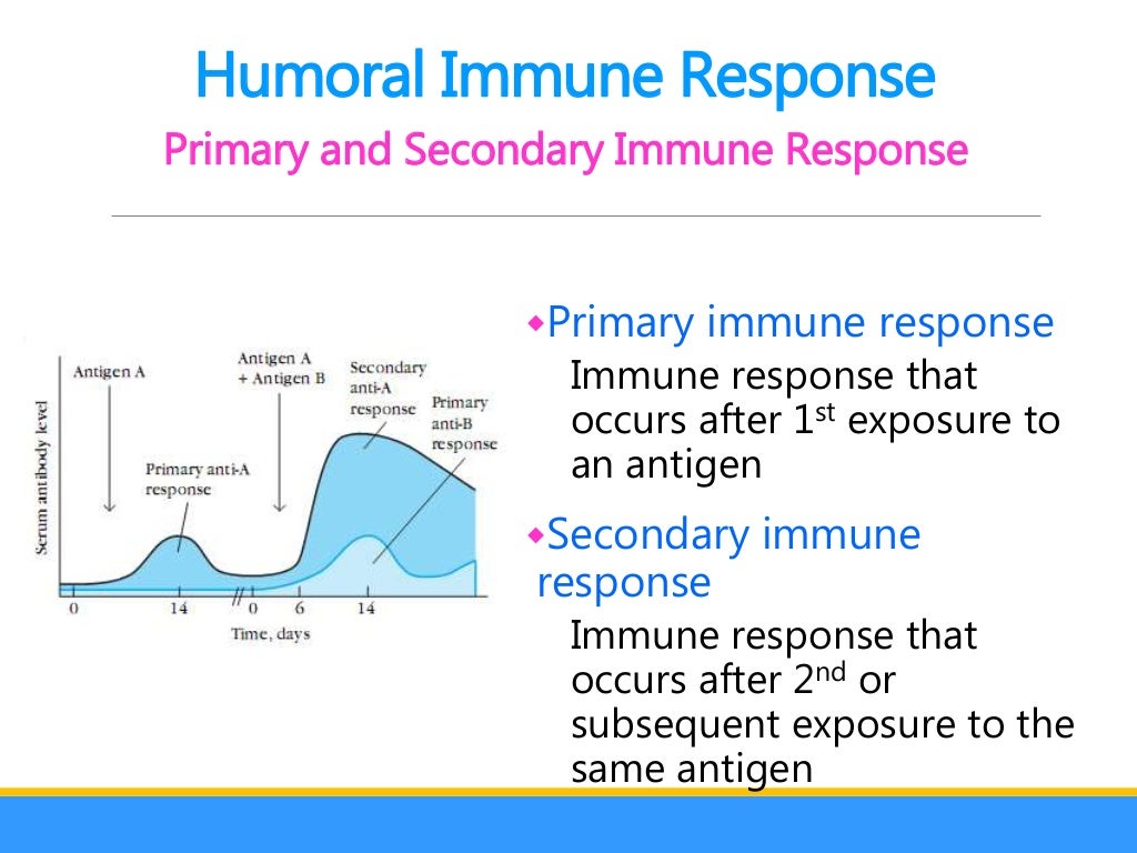 Humoral immune response
