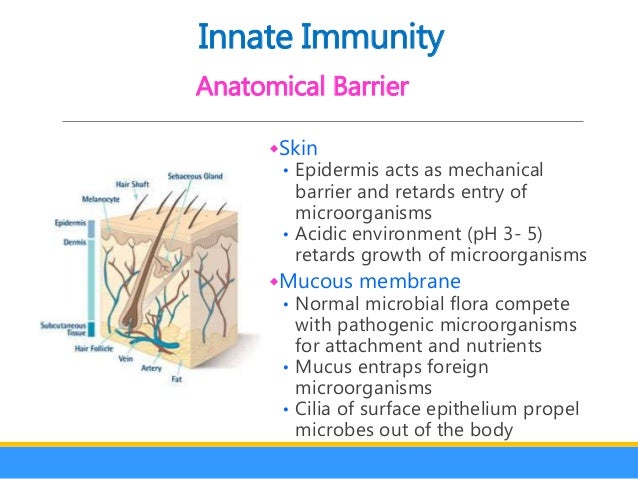 Innate Immunity Physical Barrier Immunology 101: Innate And Adaptive