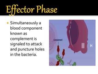 Humoral immune response | PPTX