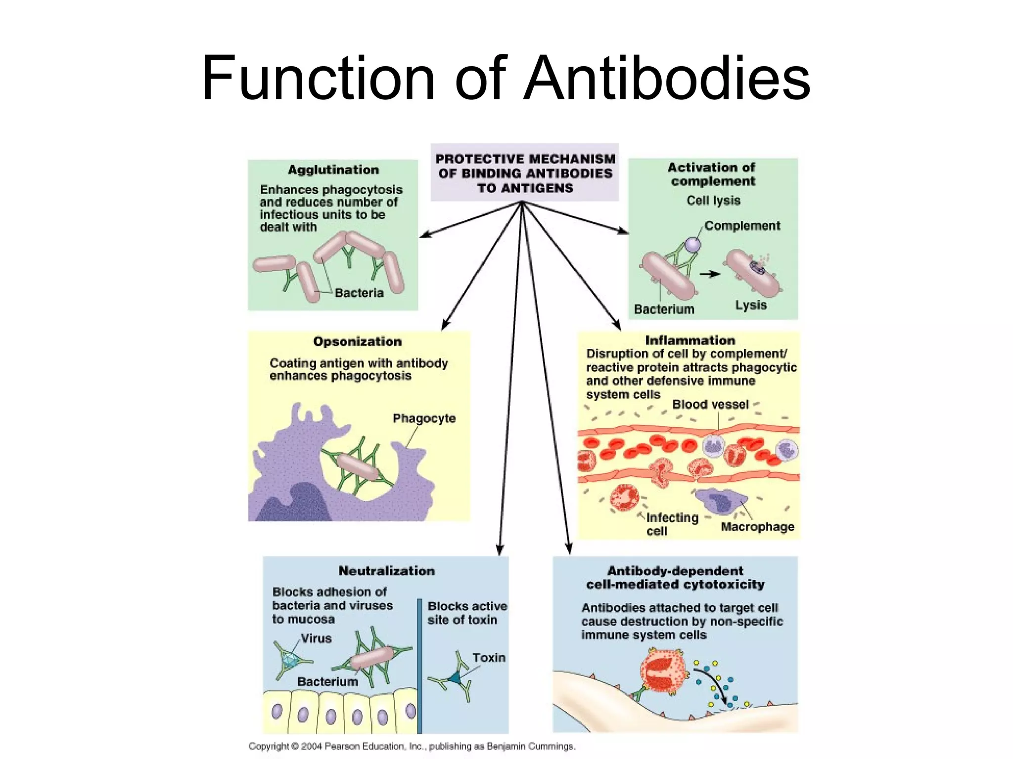 Humoral immunity | PPT