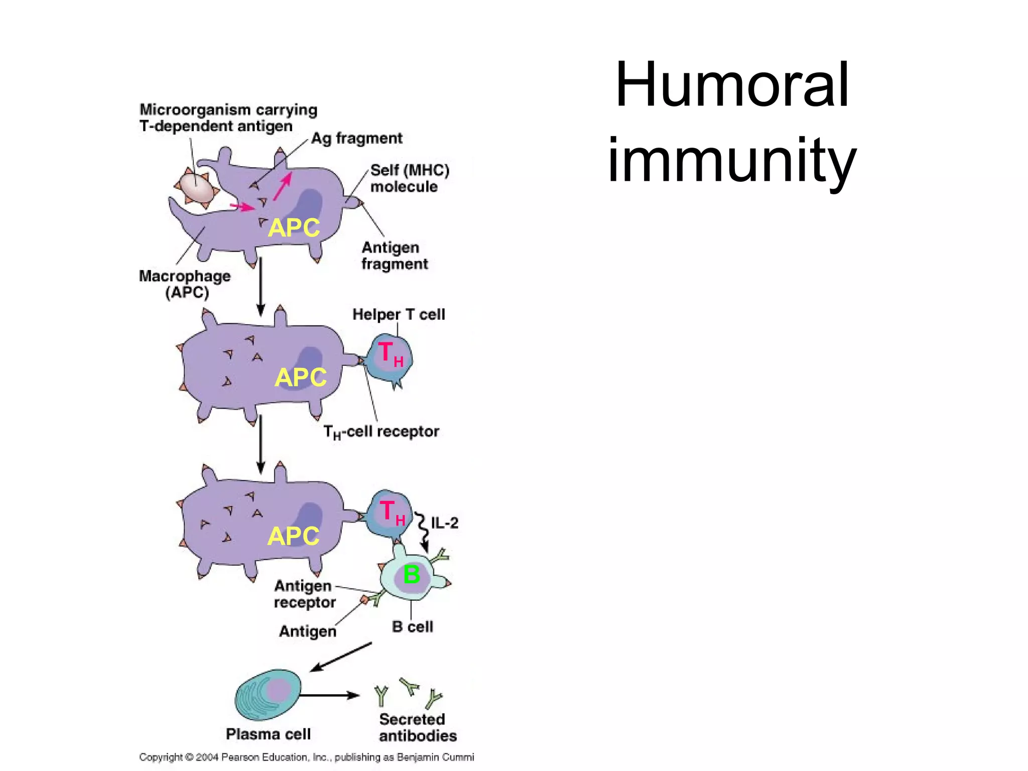 Humoral immunity | PPT