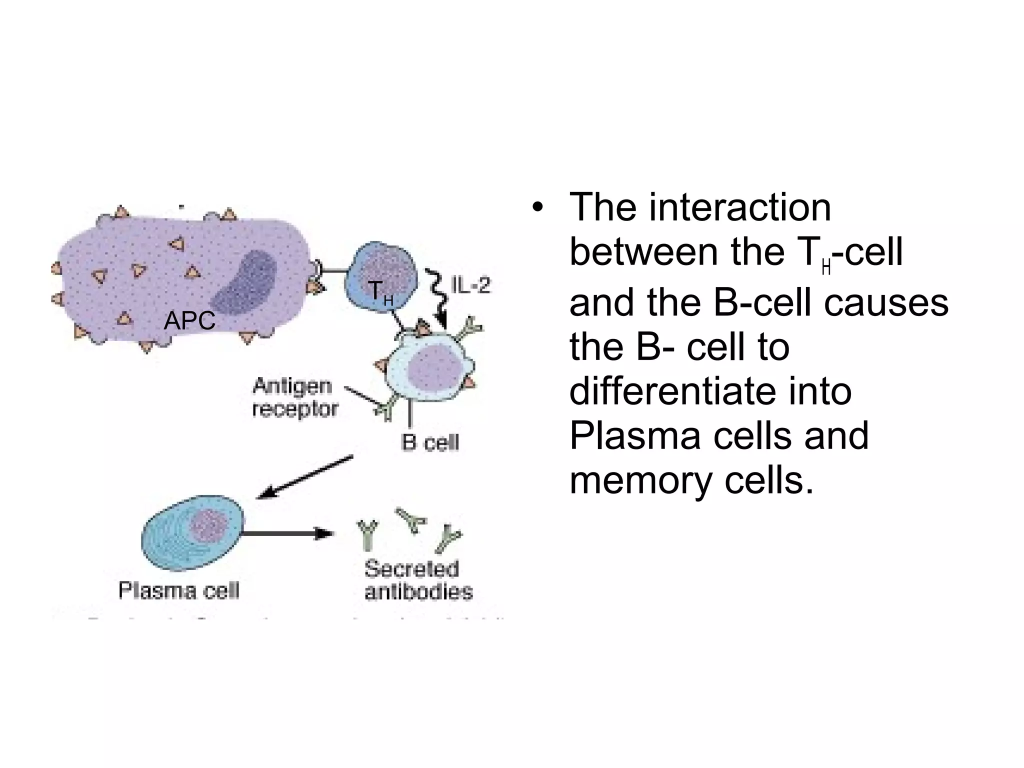Humoral immunity | PPT