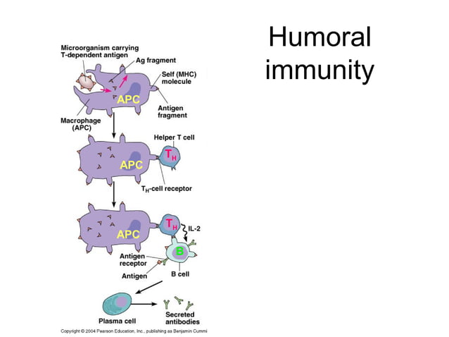 Humoral immunity | PPT | Blood Disorders | Diseases and Conditions
