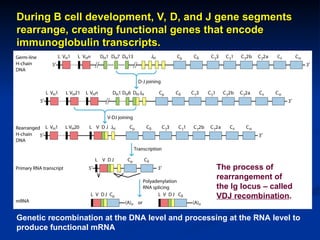 HUMORAL IMMUNITY PRESENTATION IN IMMUNOLOGY | PPT