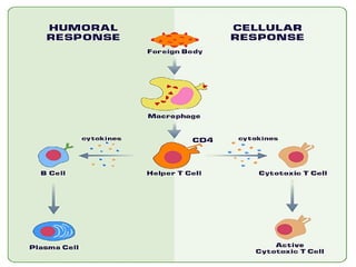 Humoral Immunity Lecture | PPT