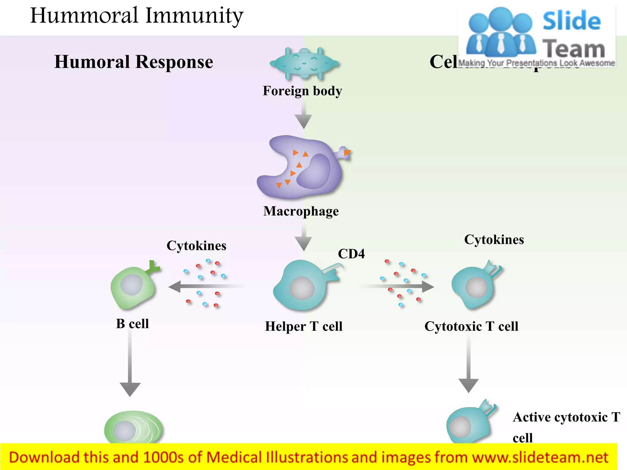Humoral immunity medical images for power point | PDF