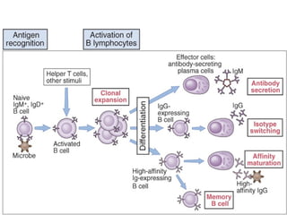 Humoral Immunity Diagram