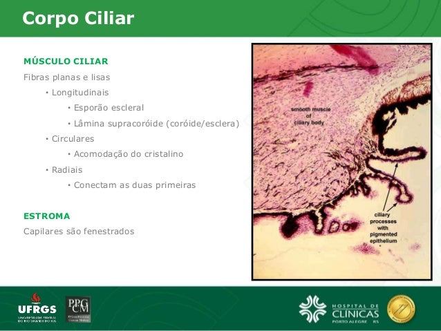 Humor aquoso e Corpo Ciliar