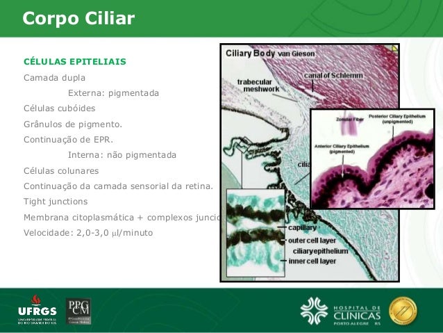 Humor aquoso e Corpo Ciliar