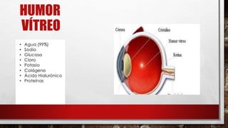 Humor vitreo | PPTX