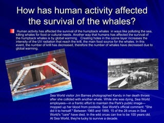hump back whales | PPT