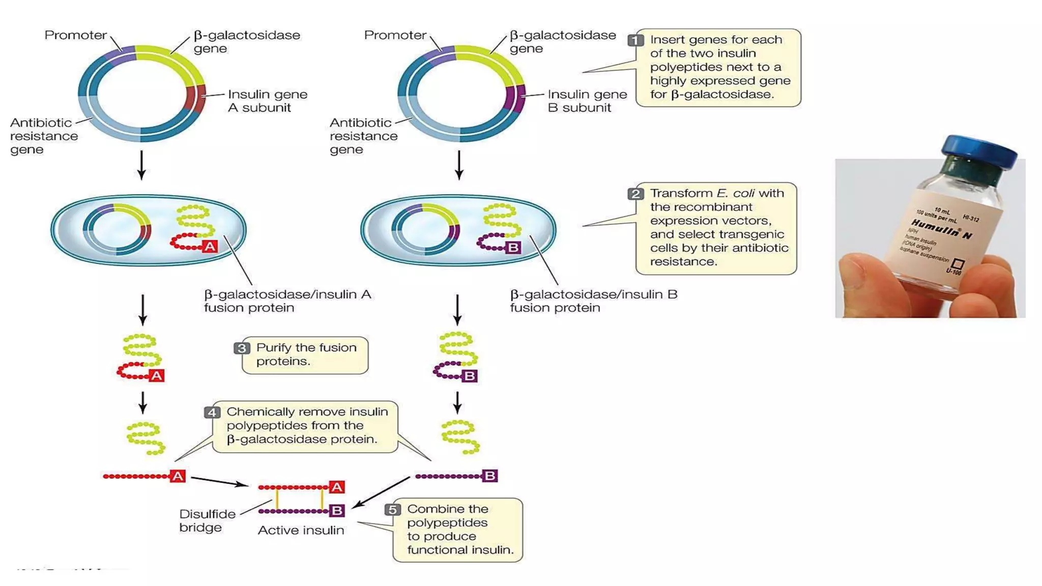 Humulin, Human Insulin | PPTX