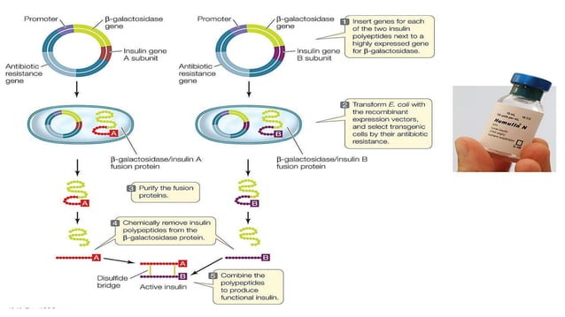 Humulin, Human Insulin | PPTX