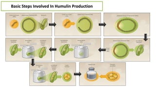 Humulin, Human Insulin | PPTX