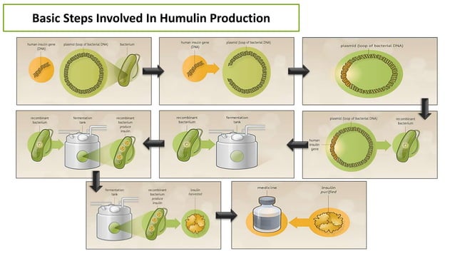Humulin, Human Insulin | PPTX