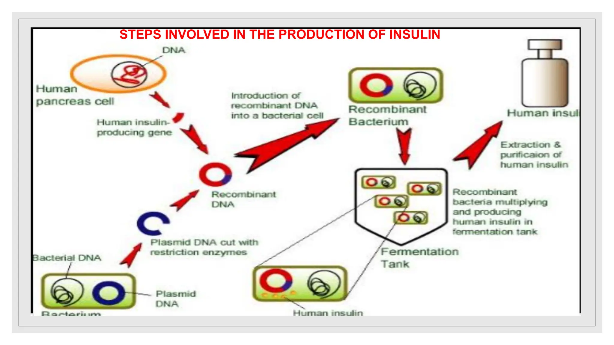 Humulin and it’s production.pdf