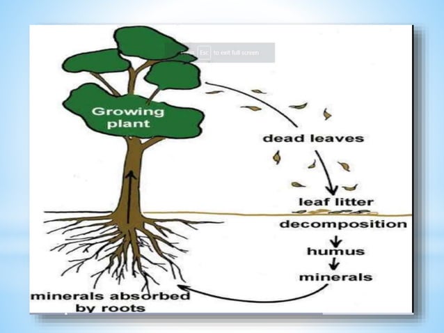 Soil humus | PPTX | Gardening | Home & Garden