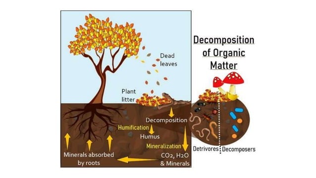 HUMUS FORMATION.pptx