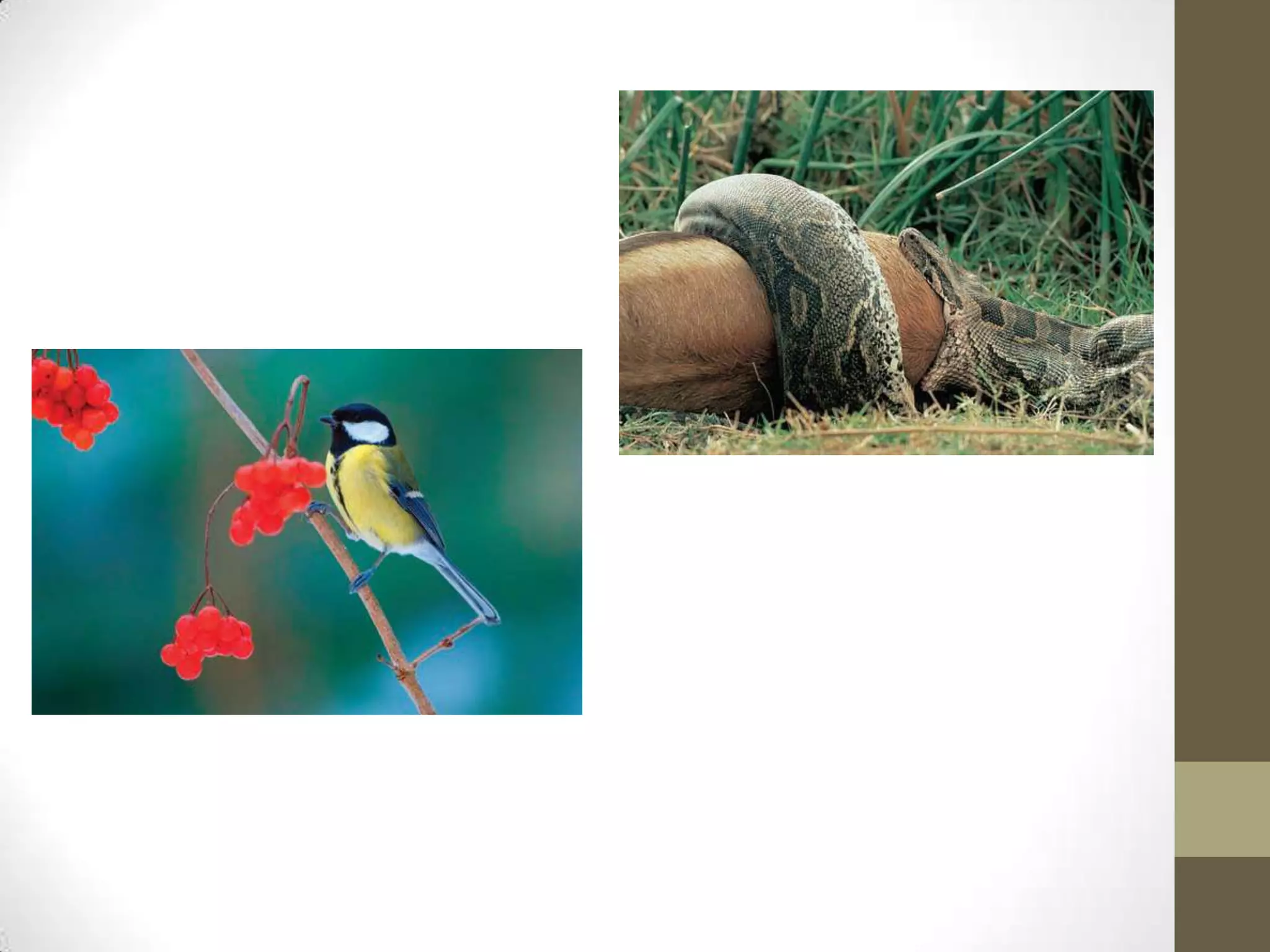 Hunger - Biological Explanation | PPTX