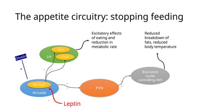 Introduction to Hunger and Obesity-related Neuroscience | PPT