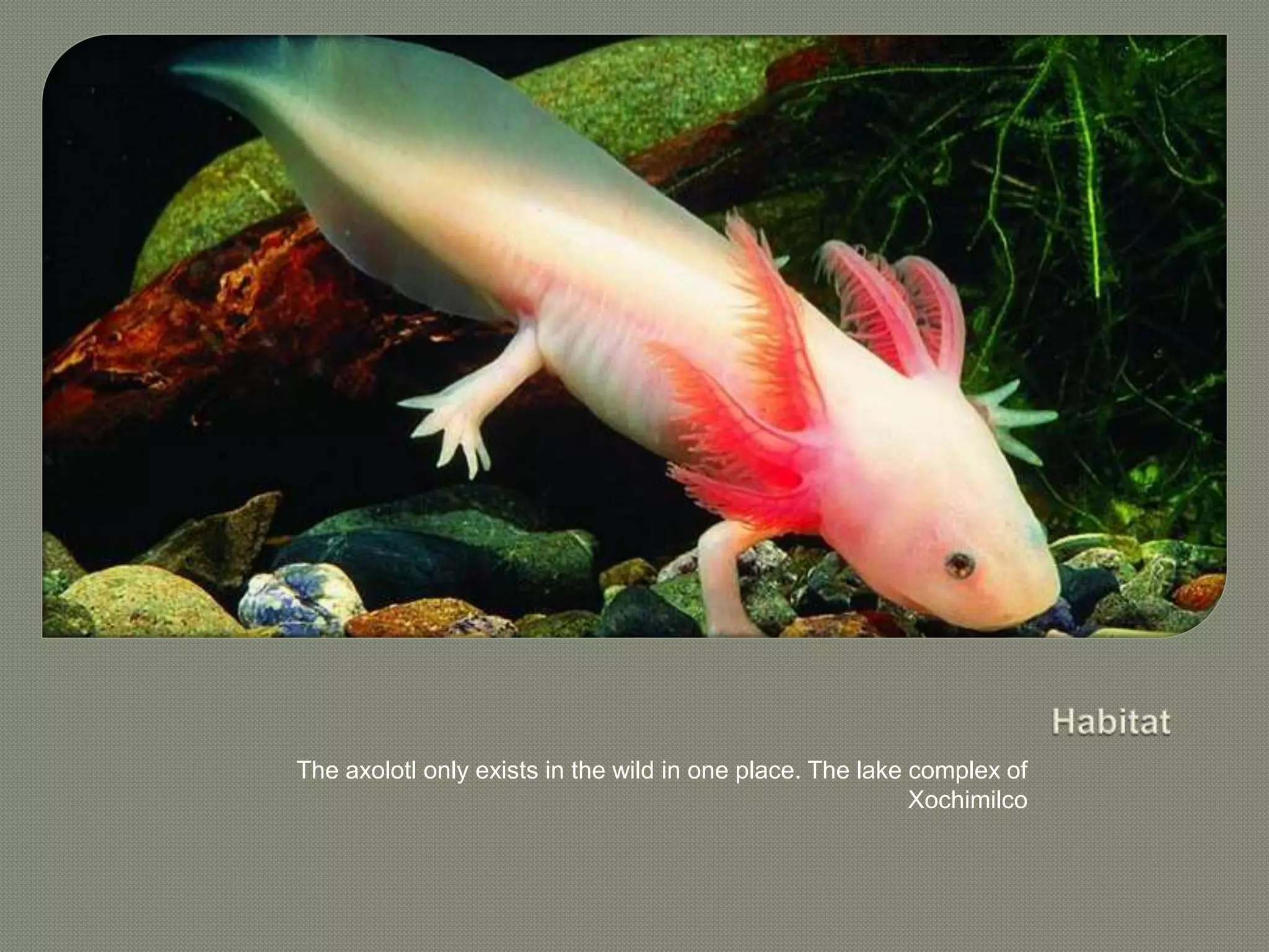 Hunter Axolotl | PPTX
